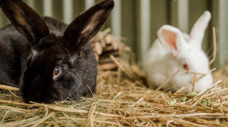 Galería de imágenes: ¿Cuánto heno come un conejo al día para estar en ...